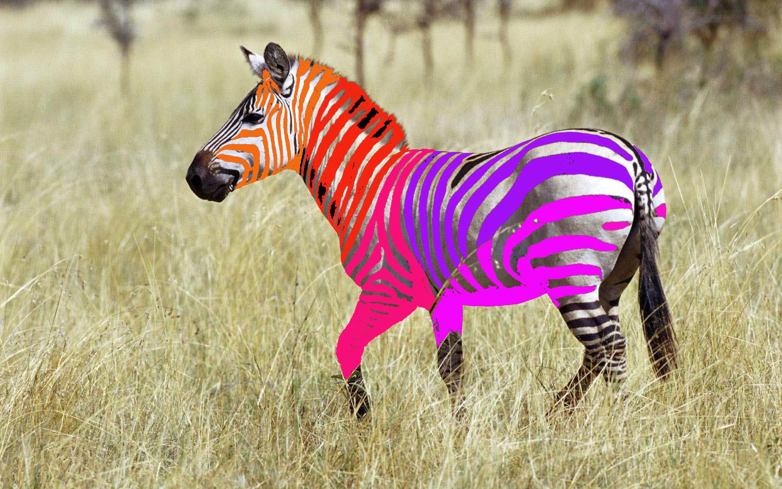 Rainbow Zebra – The Inkwell